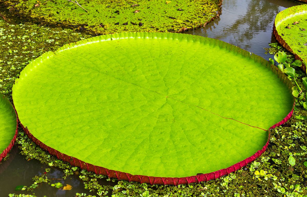 4 Amazing Plants with Unusual Leaves – The Balcony Garden US