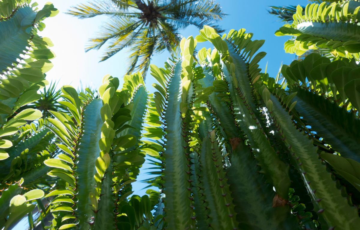 African Milk Tree 101 – The Balcony Garden US