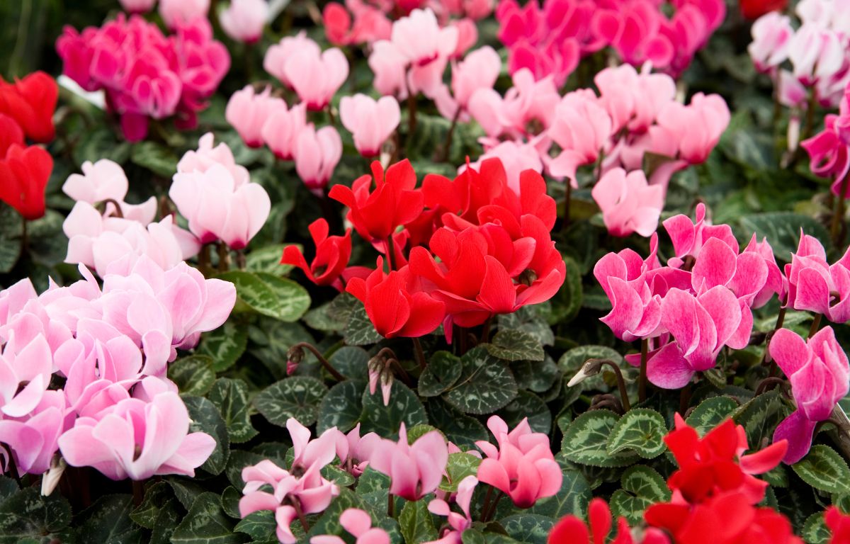 Cyclamen Care: A Comprehensive Guide – The Balcony Garden US