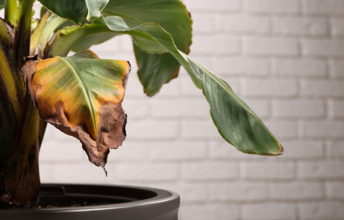 Decoding Your Plant's Distress Signals – The Balcony Garden US