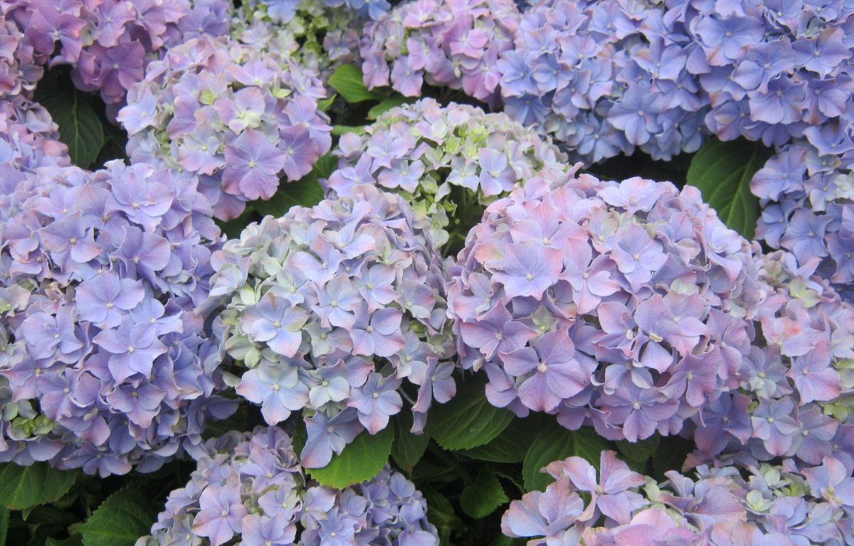 The Ultimate Guide to Hydrangea Care – The Balcony Garden US