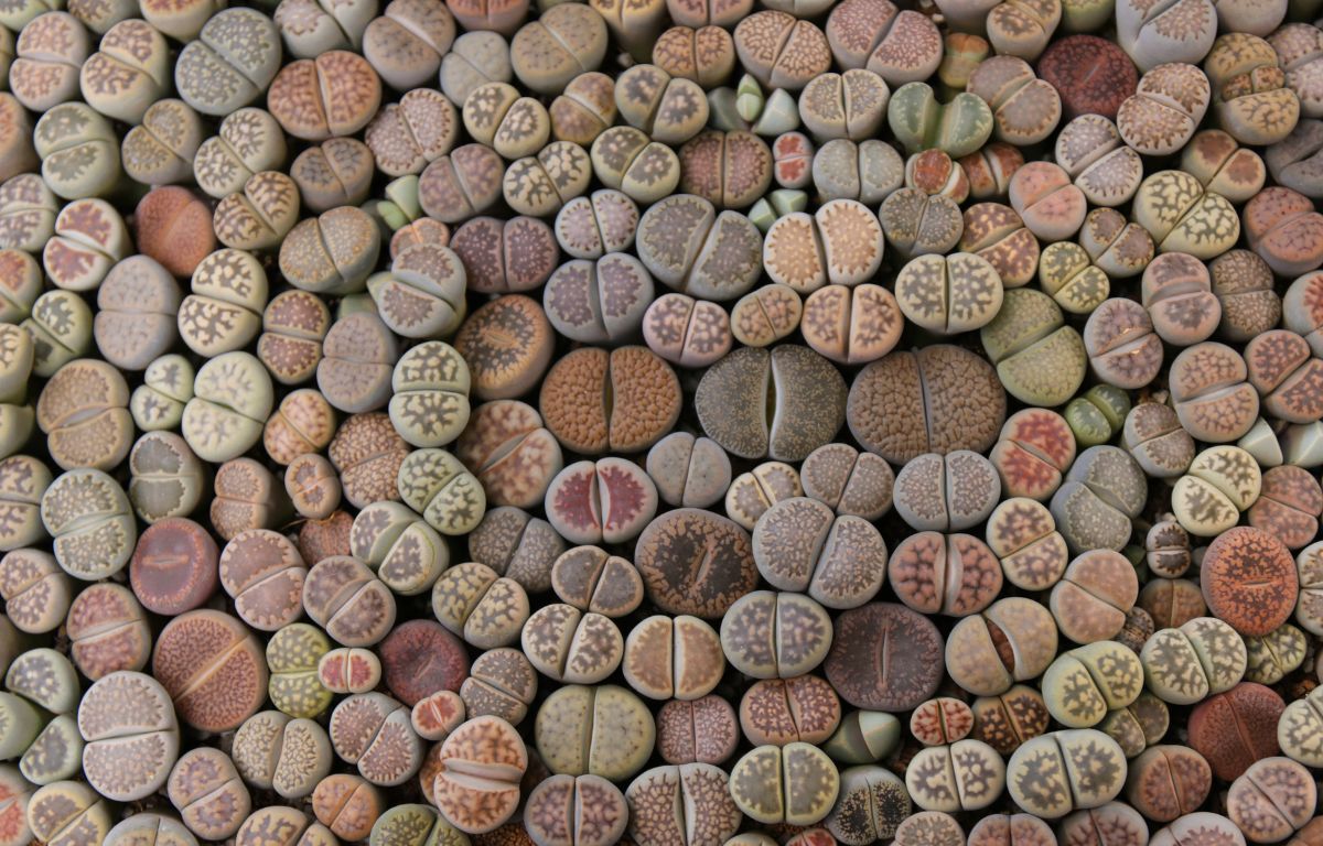Living Stones- Lithops – The Balcony Garden US