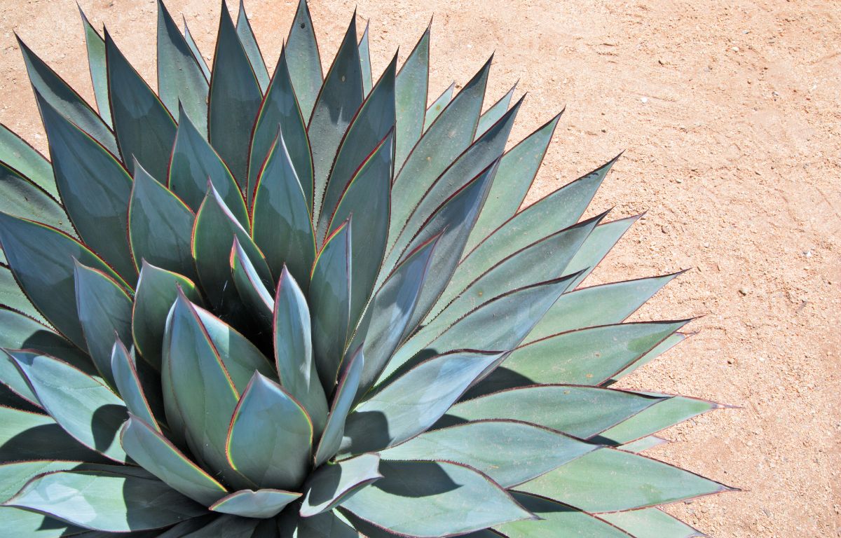 Agave Aesthetics: The Best Varieties and Care Tips – The Balcony Garden US