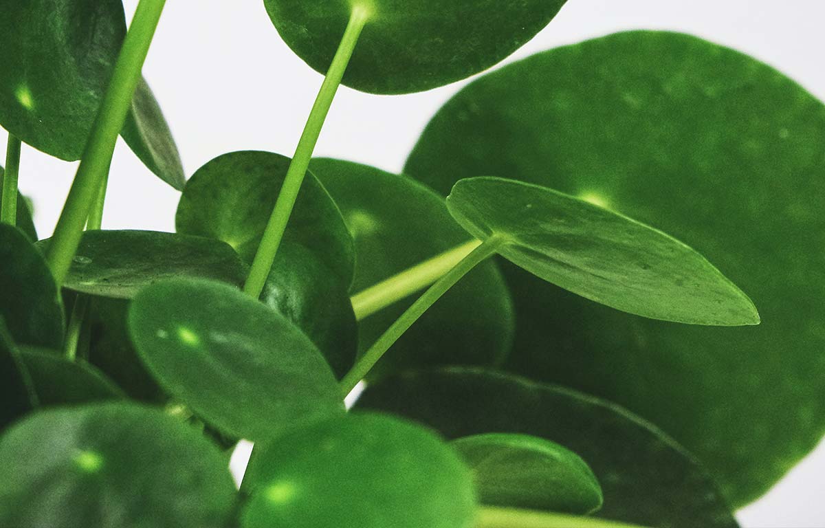 Chinese Money Plant- Pilea peperomioides – The Balcony Garden US